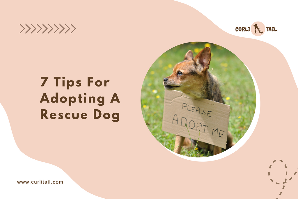 7 Tips For Adopting A Rescue Dog – CurliTail