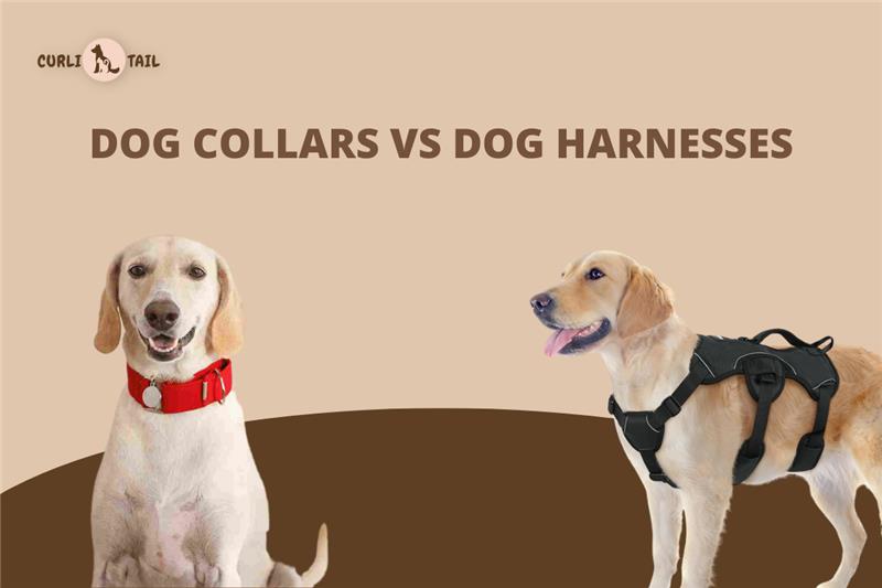 Dog Collars vs. Harnesses: Find the Best Fit for Your Dog! – CurliTail